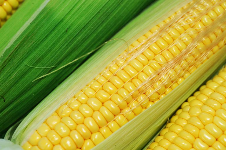 Homepage | Edible Paradise